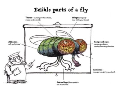 13 WAYS TO EAT A FLY | Kathy apRoberts