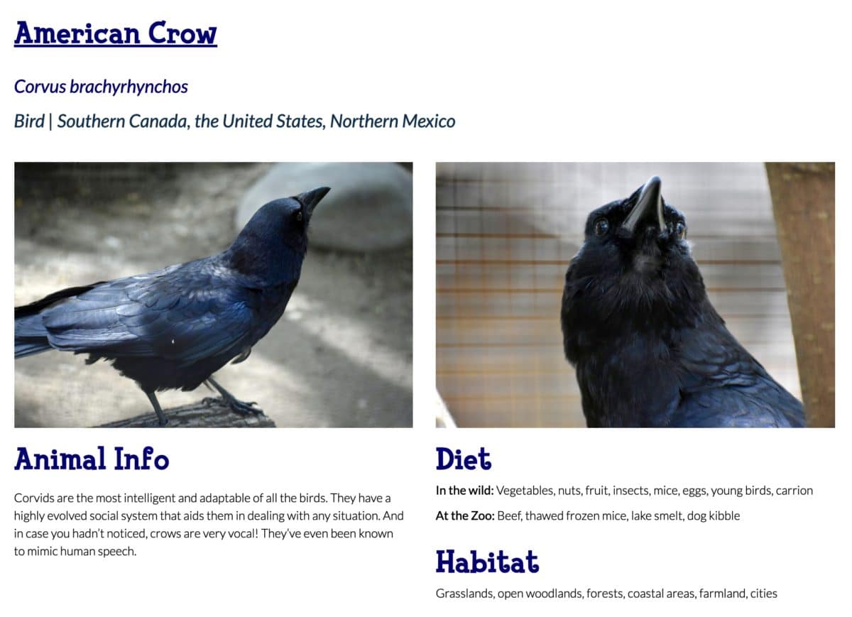 HELLO, CROW! | Kathy apRoberts